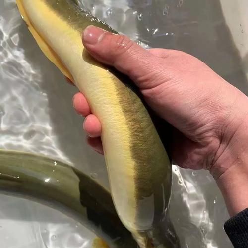 鳗鱼养殖条件_鳗鱼养殖需要什么条件-第2张图片-山城妙识 鳗鱼养殖条件_鳗鱼养殖需要什么条件-第2张图片-山城妙识