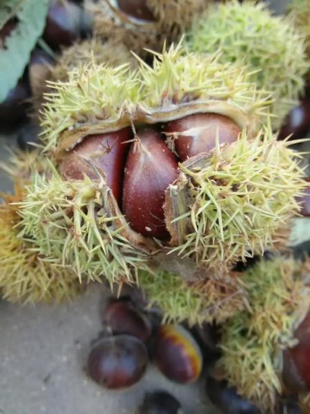 生栗子对男性性功能好吗_男人吃生栗子补肾吗-第1张图片-山城妙识