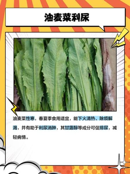 油麦菜不焯水有毒吗_油麦菜焯水有必要吗-第3张图片-山城妙识 油麦菜不焯水有毒吗_油麦菜焯水有必要吗-第3张图片-山城妙识