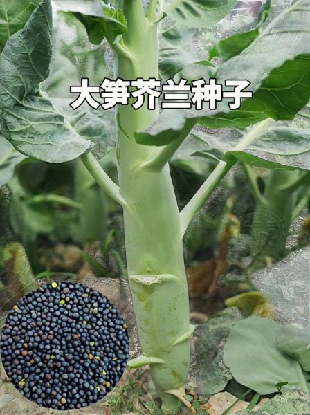 长得像莴笋的菜是芥兰吗_芥兰和莴笋的区别-第2张图片-山城妙识