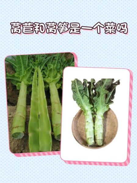 长得像莴笋的菜是芥兰吗_芥兰和莴笋的区别-第3张图片-山城妙识