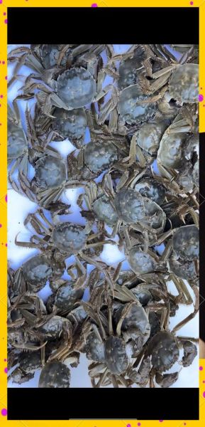 河蟹死了一天可以吃吗_死了的河蟹还能吃吗-第1张图片-山城妙识