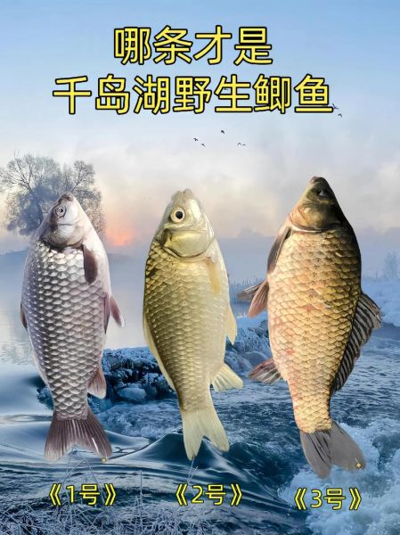 鲫鱼图片高清_如何挑选无水印大图-第3张图片-山城妙识