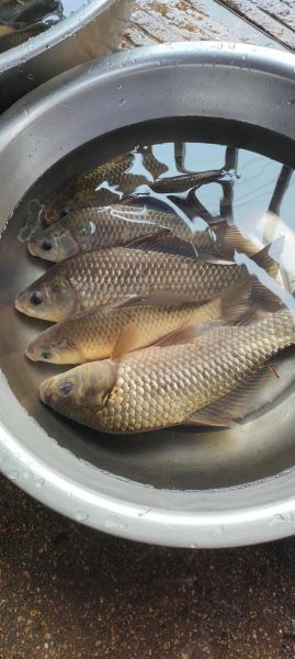 鲫鱼图片高清_如何挑选无水印大图-第1张图片-山城妙识