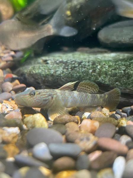 虾虎鱼种类图鉴_如何区分常见虾虎鱼-第3张图片-山城妙识