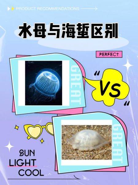 水母能吃吗_海蜇是水母吗-第1张图片-山城妙识