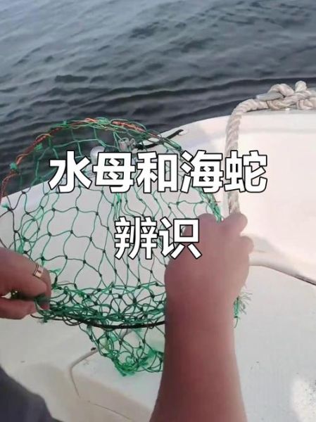 水母能吃吗_海蜇是水母吗-第2张图片-山城妙识