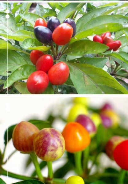 五彩椒图片怎么拍_五彩椒有哪些颜色-第2张图片-山城妙识