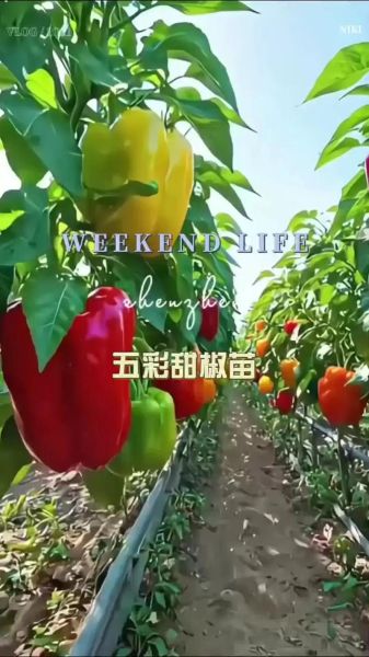 五彩椒图片怎么拍_五彩椒有哪些颜色-第1张图片-山城妙识