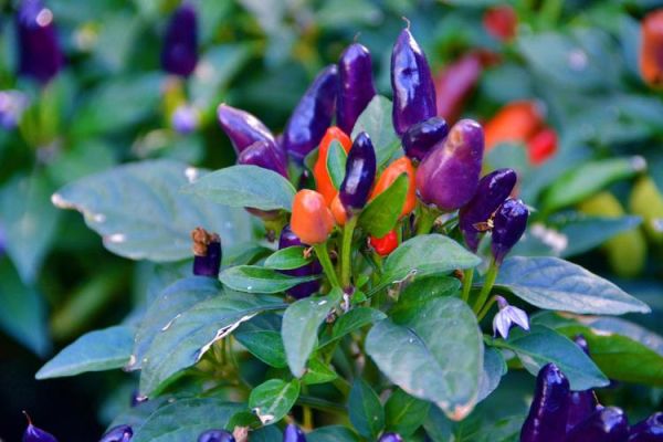 五彩椒图片怎么拍_五彩椒有哪些颜色-第3张图片-山城妙识