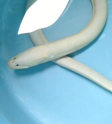 淡水白鳝鱼图片_如何分辨真假-第3张图片-山城妙识