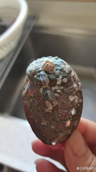 鲍鱼壳可以做什么_鲍鱼壳怎么处理-第3张图片-山城妙识