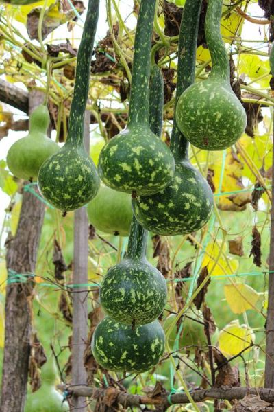 葫芦瓜图片怎么拍_葫芦瓜高清图哪里找-第1张图片-山城妙识