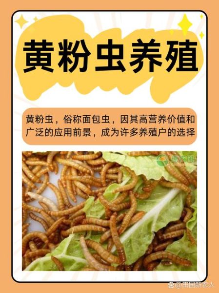 面包虫人可以吃吗_面包虫营养价值-第1张图片-山城妙识