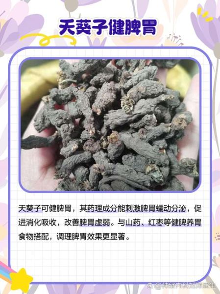 天葵子功效与作用_天葵子图片识别要点-第2张图片-山城妙识 天葵子功效与作用_天葵子图片识别要点-第2张图片-山城妙识