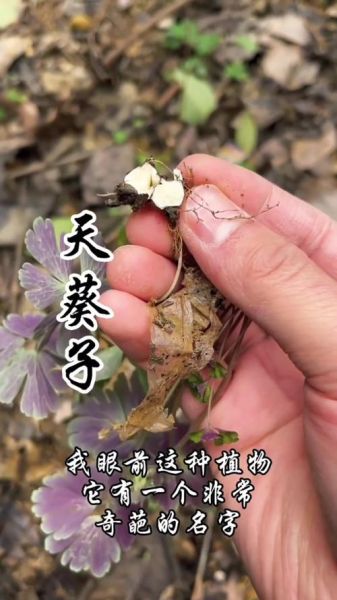 天葵子功效与作用_天葵子图片识别要点-第3张图片-山城妙识 天葵子功效与作用_天葵子图片识别要点-第3张图片-山城妙识