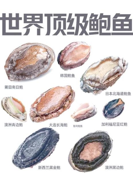 鲍鱼哪些部位不能吃_图解详解-第3张图片-山城妙识 鲍鱼哪些部位不能吃_图解详解-第3张图片-山城妙识
