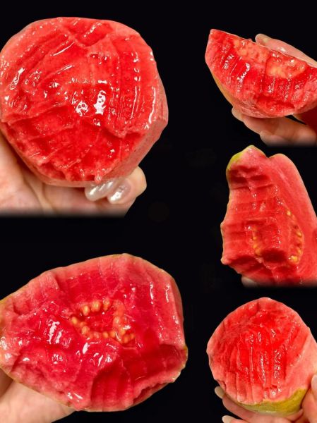 红心番石榴的功效与作用_红心番石榴的禁忌有哪些-第3张图片-山城妙识 红心番石榴的功效与作用_红心番石榴的禁忌有哪些-第3张图片-山城妙识