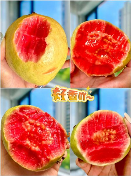 红心番石榴的功效与作用_红心番石榴的禁忌有哪些-第2张图片-山城妙识 红心番石榴的功效与作用_红心番石榴的禁忌有哪些-第2张图片-山城妙识