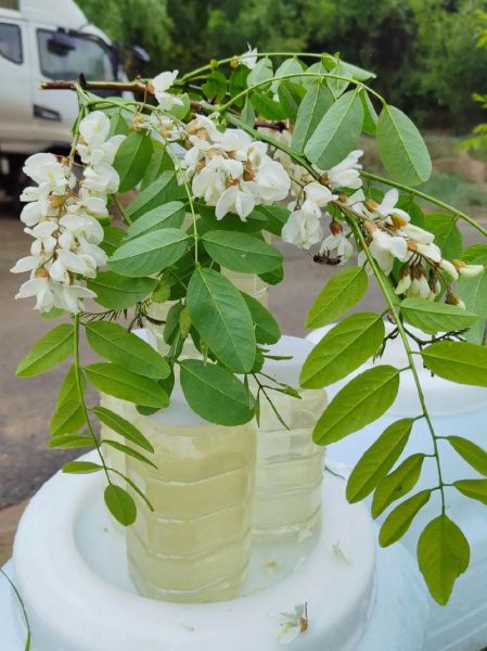 洋槐花什么时候开_花期持续多久-第1张图片-山城妙识 洋槐花什么时候开_花期持续多久-第1张图片-山城妙识