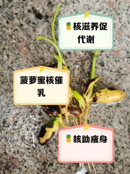菠萝蜜核的功效与作用_怎么吃才健康-第1张图片-山城妙识 菠萝蜜核的功效与作用_怎么吃才健康-第1张图片-山城妙识
