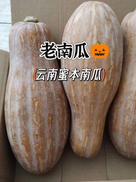 老南瓜怎么保存_老南瓜图片大全-第3张图片-山城妙识 老南瓜怎么保存_老南瓜图片大全-第3张图片-山城妙识