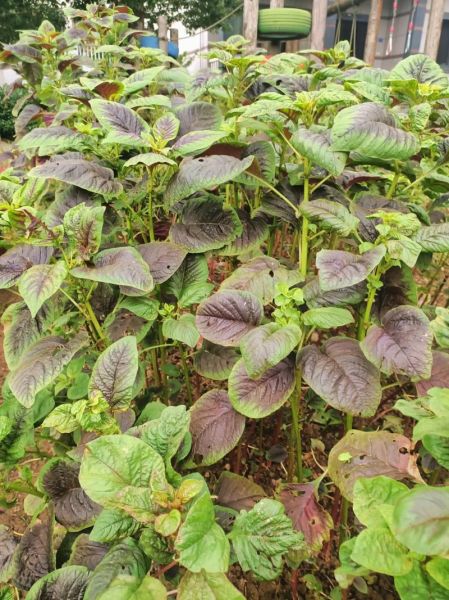 霉苋菜梗怎么做_霉苋菜梗能吃吗-第1张图片-山城妙识 霉苋菜梗怎么做_霉苋菜梗能吃吗-第1张图片-山城妙识