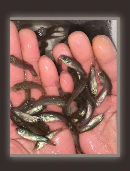 丁桂鱼养多久才有一斤_丁桂鱼生长周期多久-第1张图片-山城妙识 丁桂鱼养多久才有一斤_丁桂鱼生长周期多久-第1张图片-山城妙识