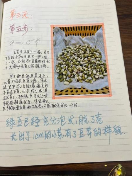 豆芽菜怎么生比较快_家庭最快发芽方法-第1张图片-山城妙识