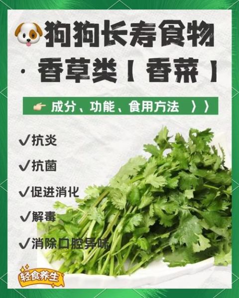 香菜的功效与作用_香菜怎么吃最营养-第1张图片-山城妙识