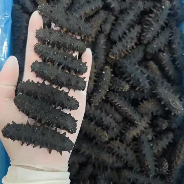 大连海参品种有哪些_大连海参价格多少钱一斤-第1张图片-山城妙识