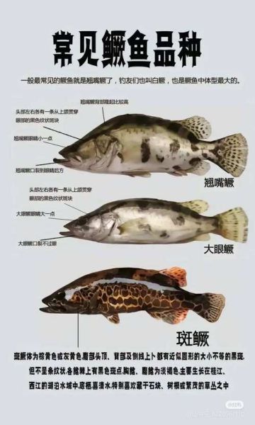 鳜鱼品种有哪些_鳜鱼品种怎么区分-第2张图片-山城妙识