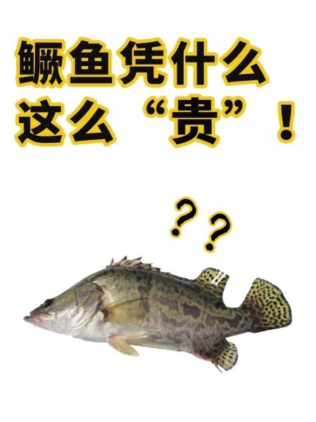 鳜鱼品种有哪些_鳜鱼品种怎么区分-第3张图片-山城妙识