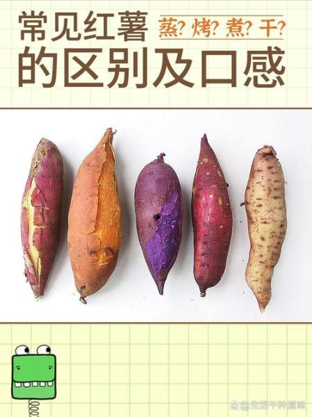 甘薯是什么东西_甘薯和红薯的区别-第1张图片-山城妙识