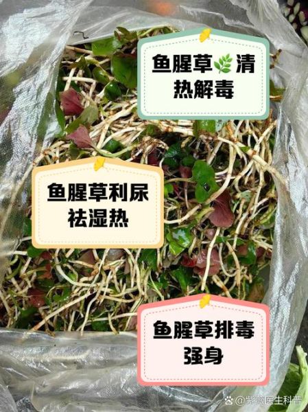 鱼腥草煮水喝的正确做法_鱼腥草煮水有什么功效-第1张图片-山城妙识