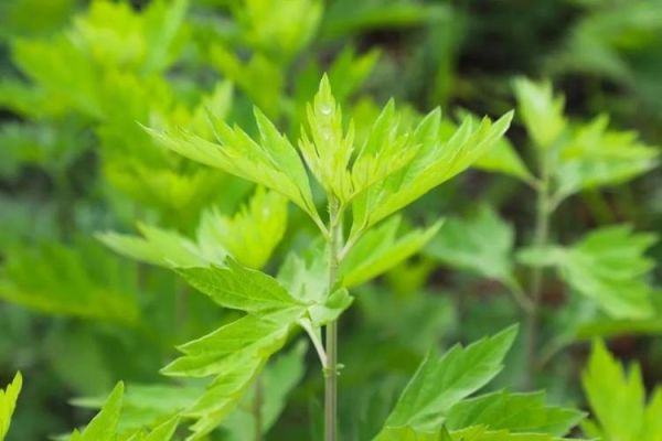 艾叶长什么样_艾叶图片特征-第2张图片-山城妙识