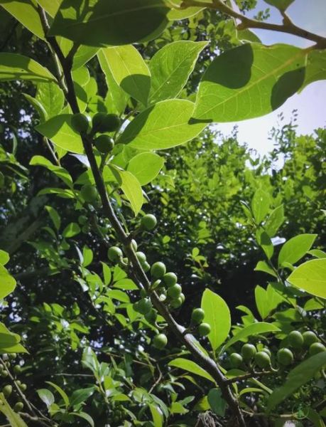 香叶树长什么样_香叶树图片怎么识别-第3张图片-山城妙识