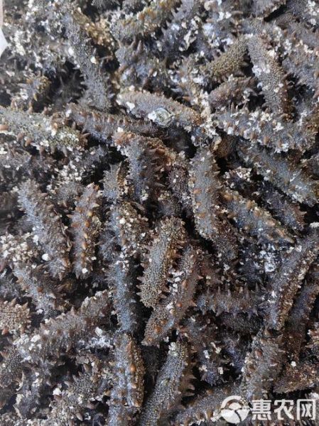 半干海参怎么保存最好_能放多久-第3张图片-山城妙识