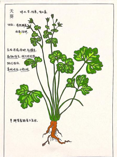 天葵的功效与作用禁忌_天葵怎么吃才安全-第1张图片-山城妙识