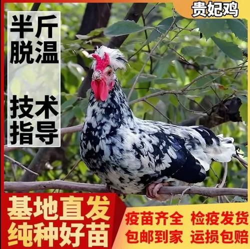 贵妃鸡缺点有哪些_贵妃鸡养殖风险大吗-第2张图片-山城妙识
