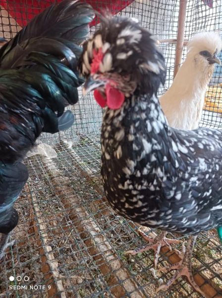 贵妃鸡缺点有哪些_贵妃鸡养殖风险大吗-第1张图片-山城妙识