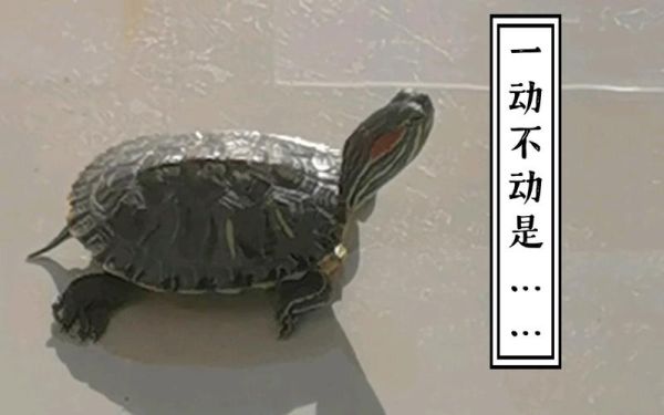 王八图片表情包哪里找_王八表情包怎么制作-第2张图片-山城妙识 王八图片表情包哪里找_王八表情包怎么制作-第2张图片-山城妙识