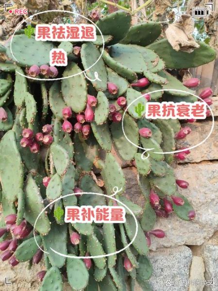 仙人掌果怎么吃效果最好_仙人掌果食用方法-第2张图片-山城妙识