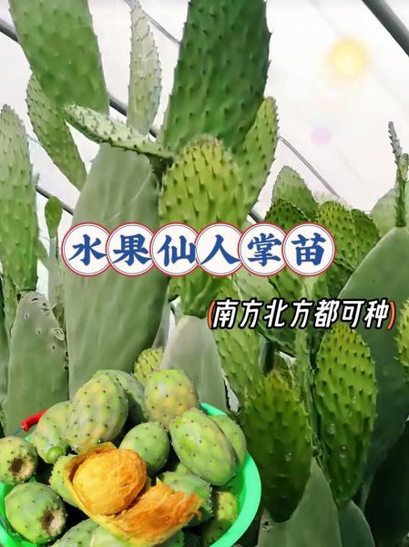 仙人掌果怎么吃效果最好_仙人掌果食用方法-第3张图片-山城妙识