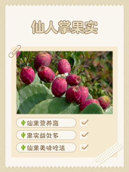 仙人掌果怎么吃效果最好_仙人掌果食用方法-第1张图片-山城妙识
