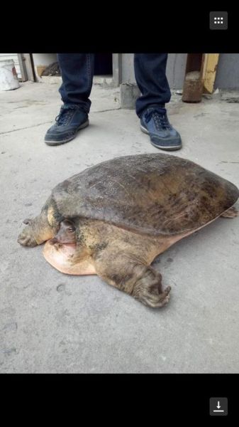 王八图片表情包哪里找_王八表情包怎么制作-第3张图片-山城妙识 王八图片表情包哪里找_王八表情包怎么制作-第3张图片-山城妙识