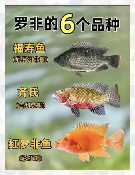 罗非鱼图片价格_罗非鱼多少钱一斤-第1张图片-山城妙识
