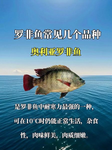 罗非鱼图片价格_罗非鱼多少钱一斤-第3张图片-山城妙识