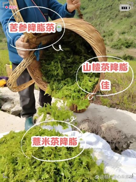 降血脂喝什么茶最好_降血脂最有效的茶有哪些-第1张图片-山城妙识