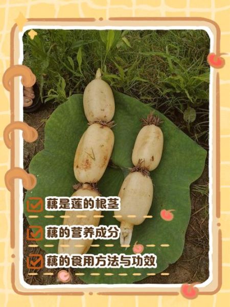 藕是莲的什么部位_藕和莲藕区别在哪-第1张图片-山城妙识 藕是莲的什么部位_藕和莲藕区别在哪-第1张图片-山城妙识